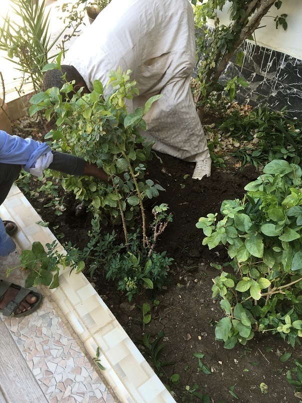 ルクソールの図書館: ナイルを渡る風