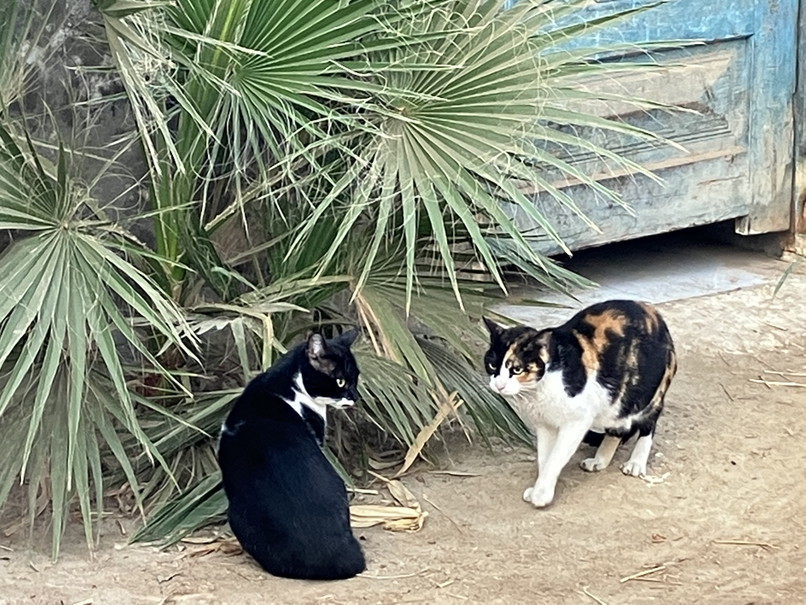 季節の変わり目: ナイルを渡る風