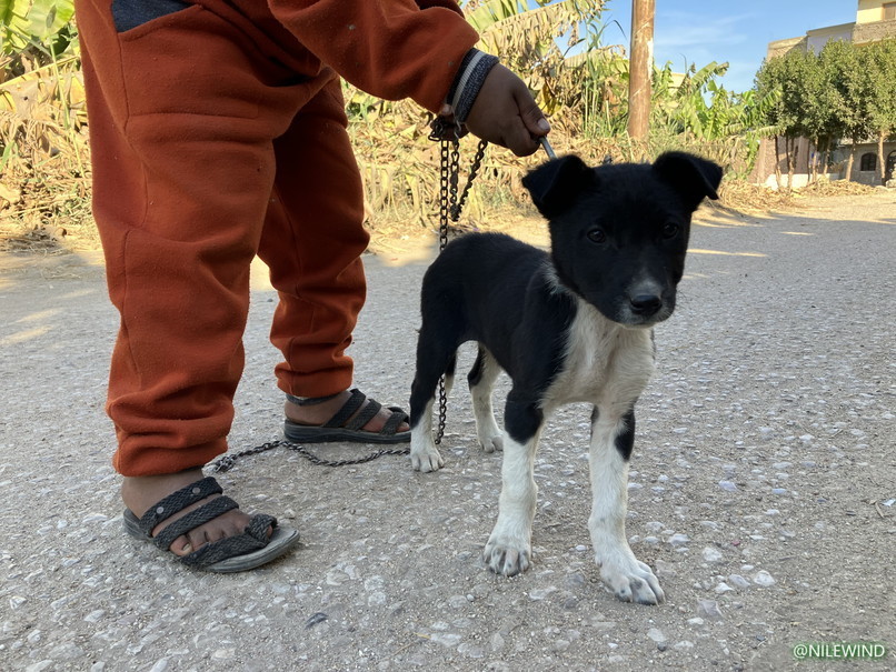 散歩道の開拓: ナイルを渡る風