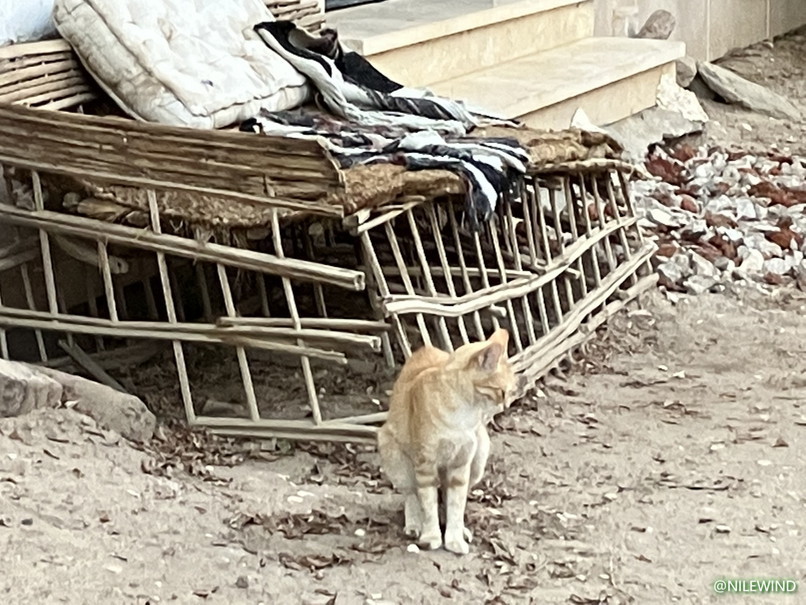 貴族の墓へ: ナイルを渡る風