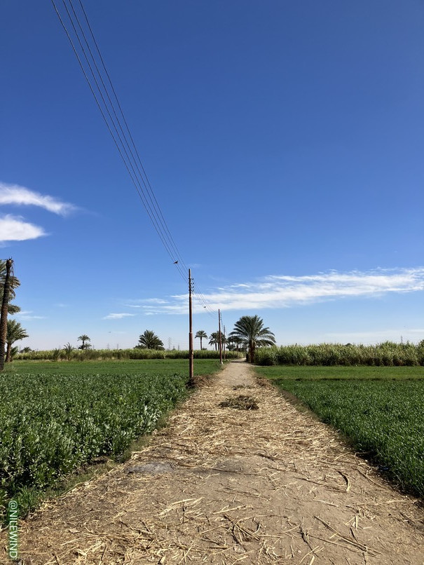 カワウソとジャンクフード: ナイルを渡る風