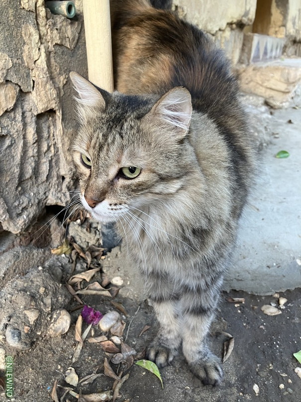 ラクダのお仕事と部分日食: ナイルを渡る風